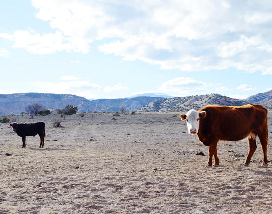 Our Story | About | Pecos Valley Production