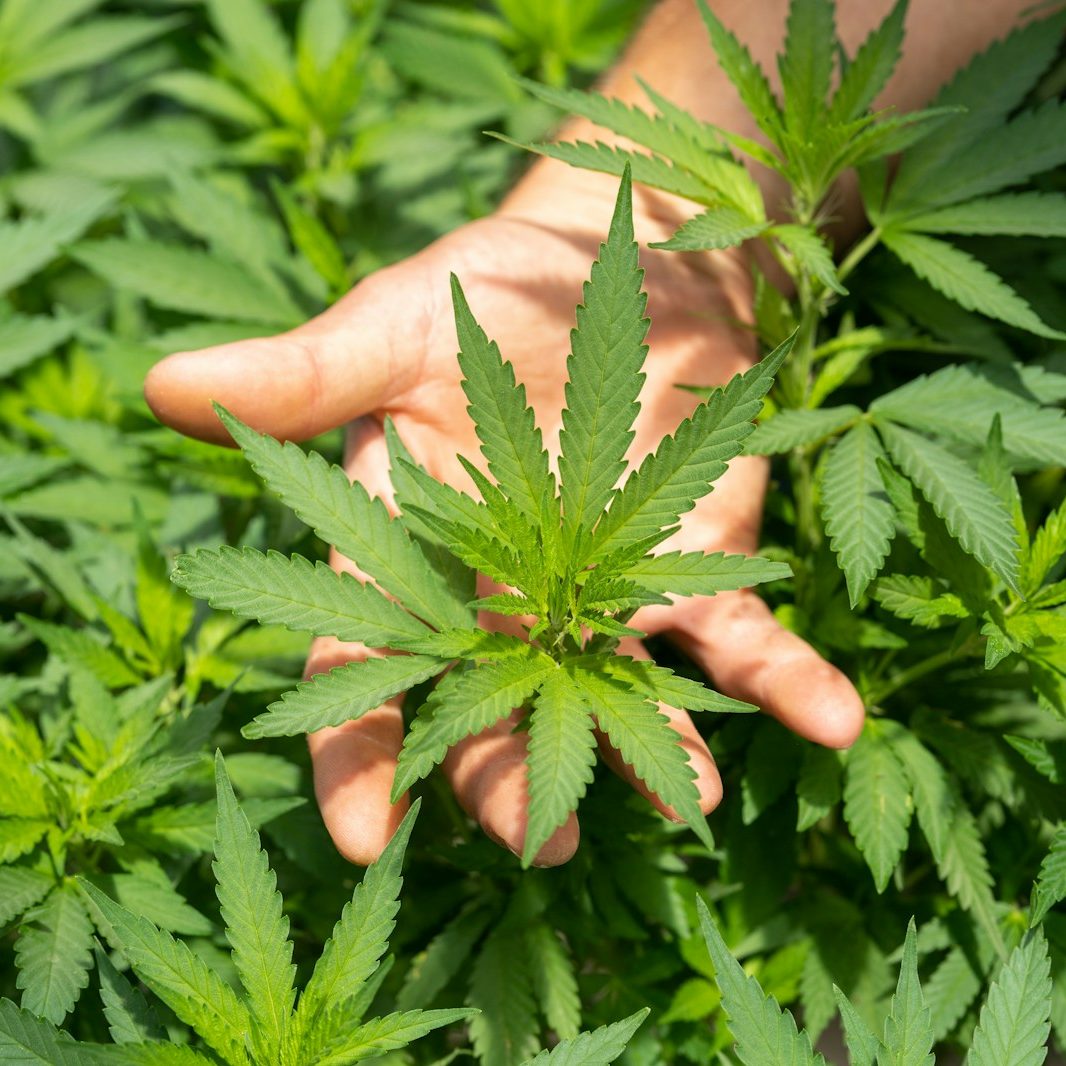 Types of Cannabis Strains – Pecos Valley Production Cannabis Education